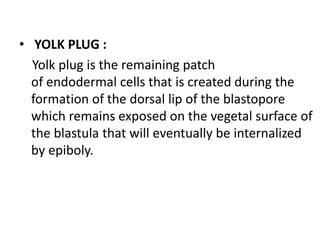 cleavage and gastrulation in amphibians | PPTX