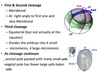 cleavage and gastrulation in amphibians | PPTX