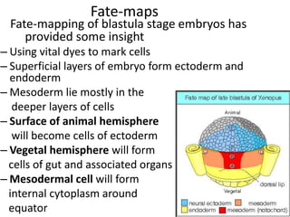 cleavage and gastrulation in amphibians | PPTX