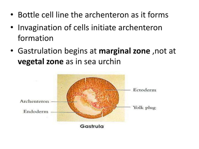 cleavage and gastrulation in amphibians | PPTX