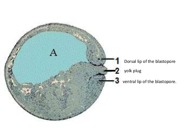 What is dorsal lip of blastopore - gastage