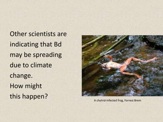Amphibian Die Off | PPTX