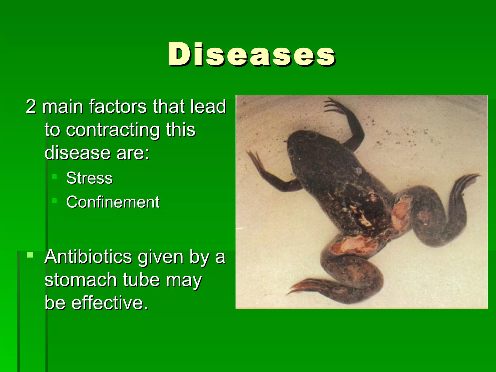 Amphibian disease and reproduction | PPT