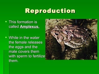 Amphibian disease and reproduction | PPT