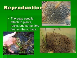 Amphibian disease and reproduction | PPT