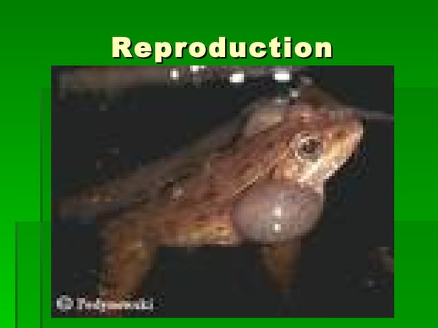 Amphibian disease and reproduction | PPT