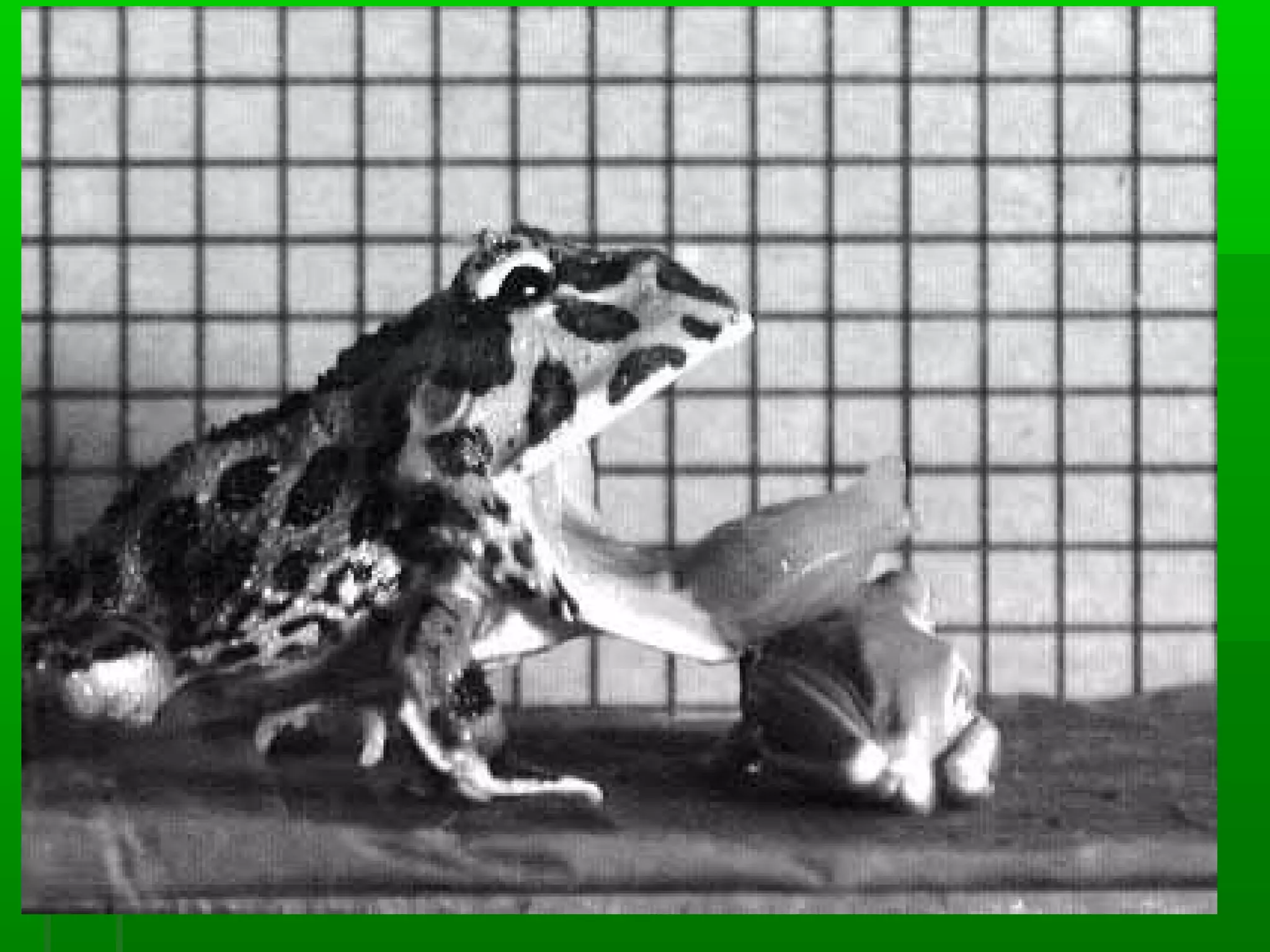 Amphibian Eating Notes | PPT