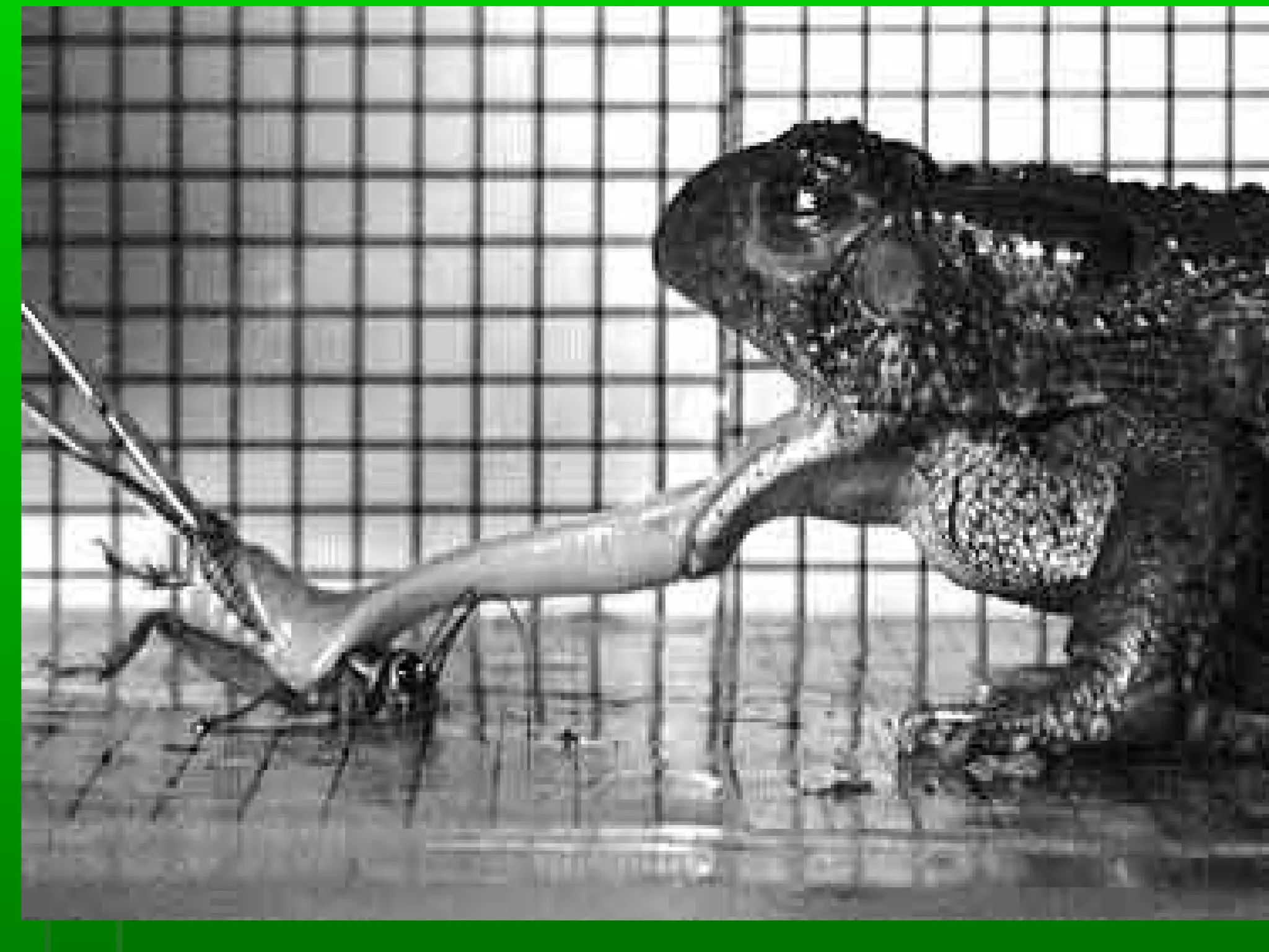 Amphibian Eating Notes | PPT