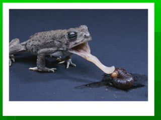 Amphibian Eating Notes | PPT