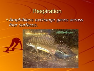 Amphibian Gas Exchange Notes | PPT