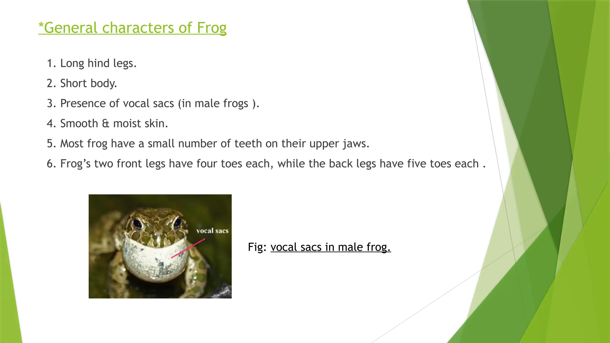 AMPHIBIAN, Deference between Frog and Toad ppt.pptx