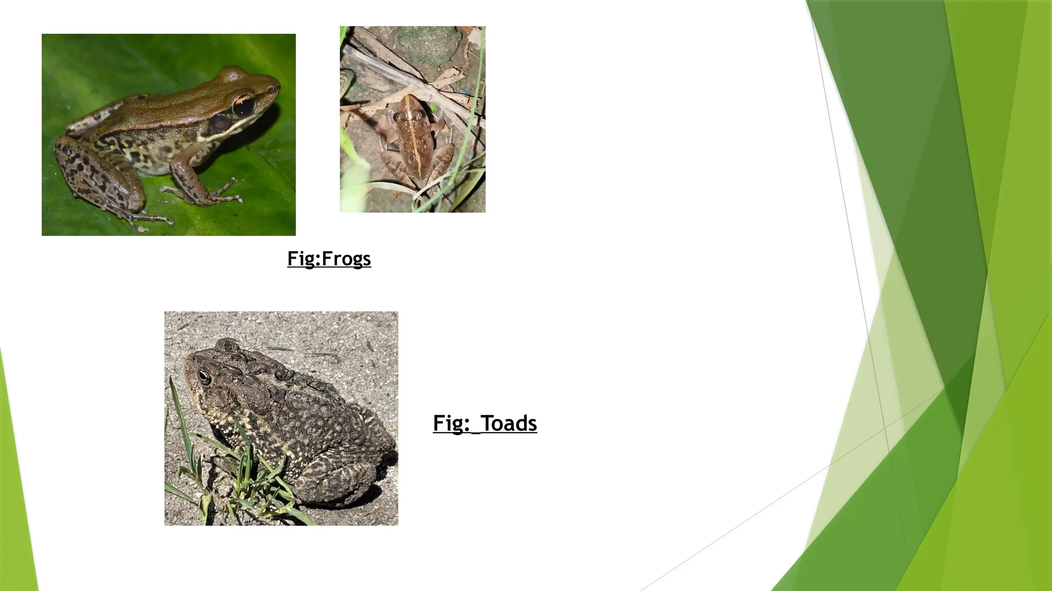 AMPHIBIAN, Deference between Frog and Toad ppt.pptx