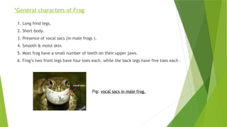 AMPHIBIAN, Deference between Frog and Toad ppt.pptx