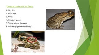 AMPHIBIAN, Deference between Frog and Toad ppt.pptx