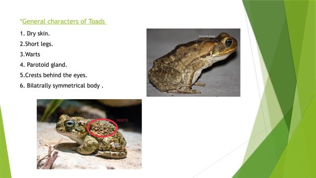 AMPHIBIAN, Deference between Frog and Toad ppt.pptx