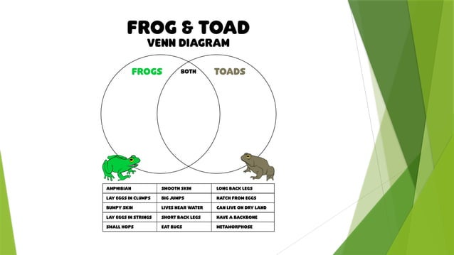 AMPHIBIAN, Deference between Frog and Toad ppt.pptx