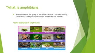 AMPHIBIAN, Deference between Frog and Toad ppt.pptx