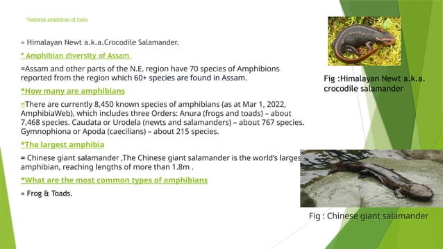 AMPHIBIAN, Deference between Frog and Toad ppt.pptx