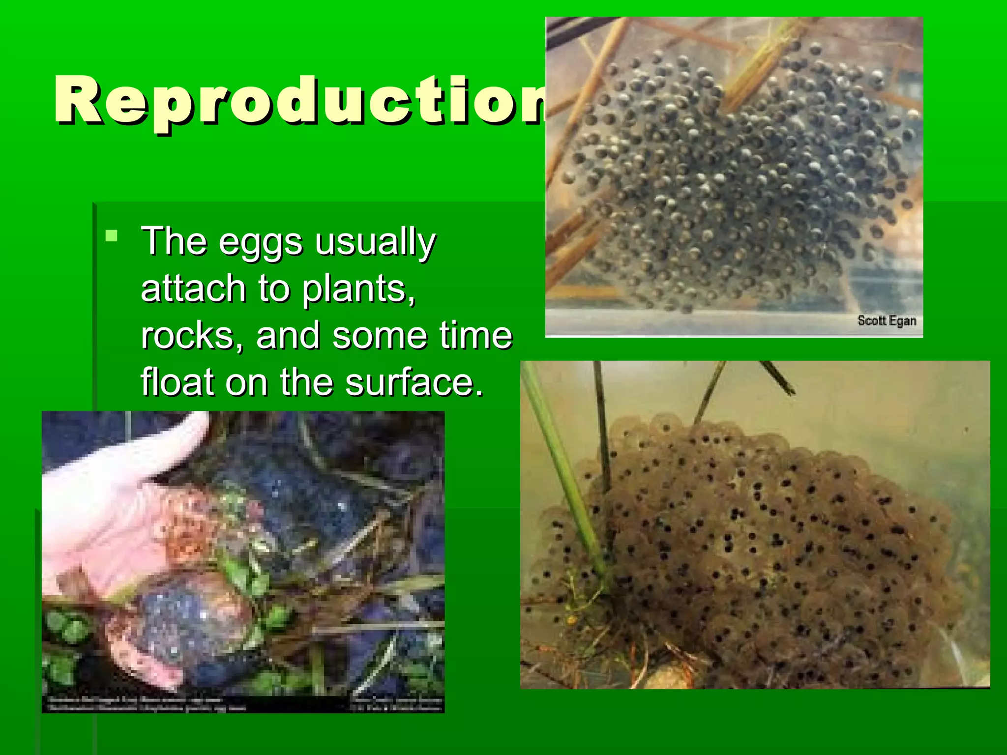 Amphibian Reproduction Notes | PPT