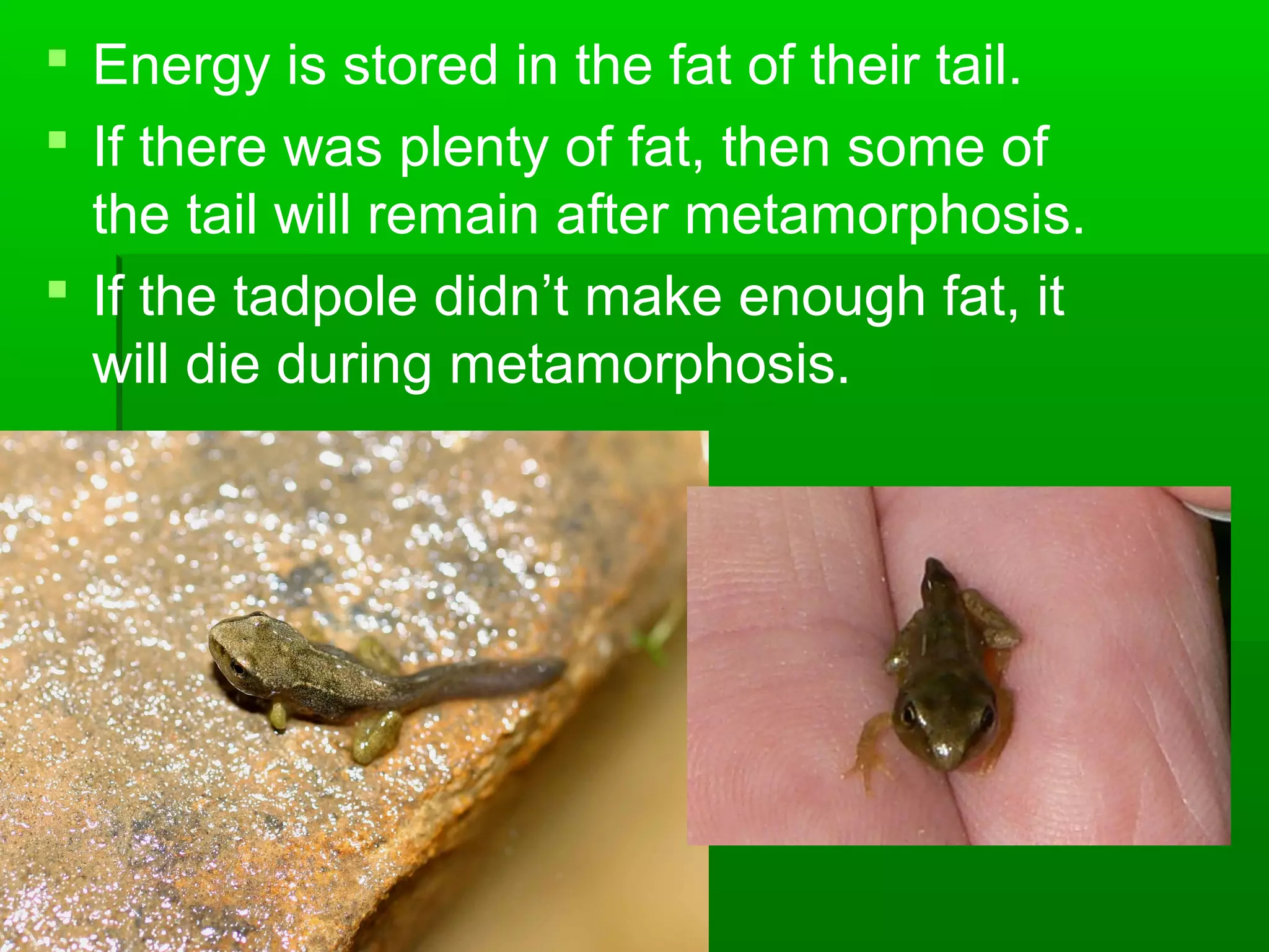 Amphibian Reproduction Notes | PPT