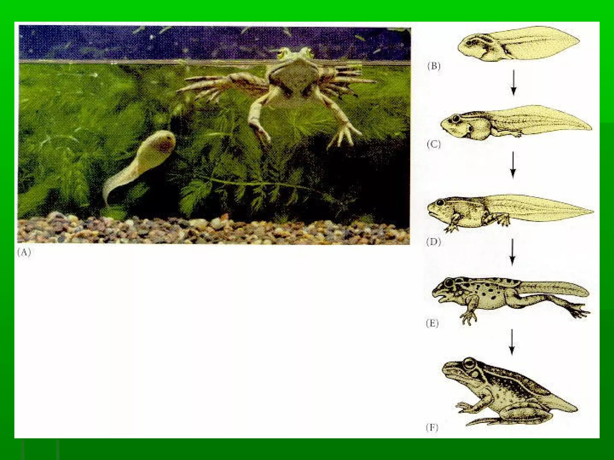 Amphibian Reproduction Notes | PPT
