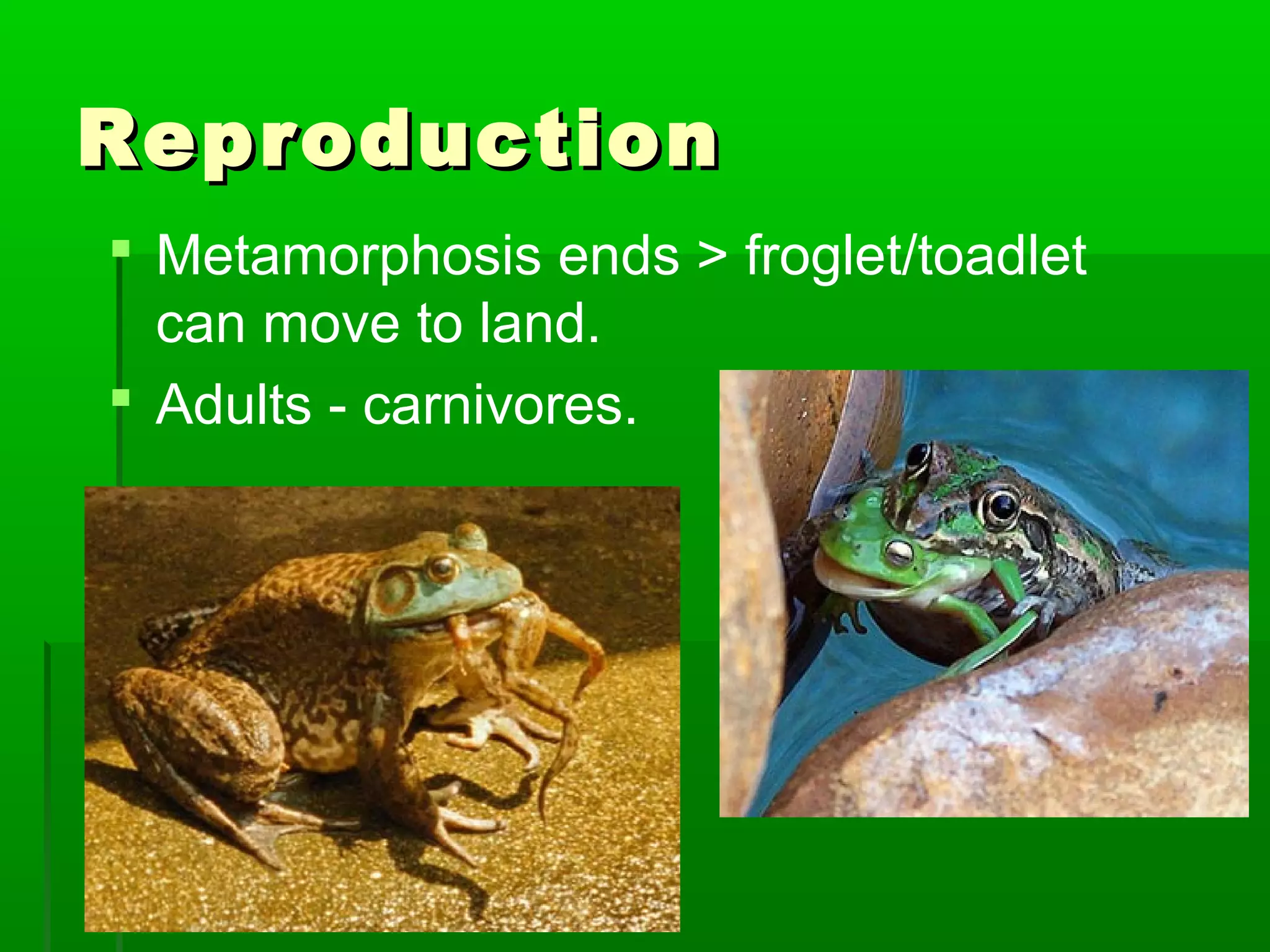 Amphibian Reproduction Notes | PPT
