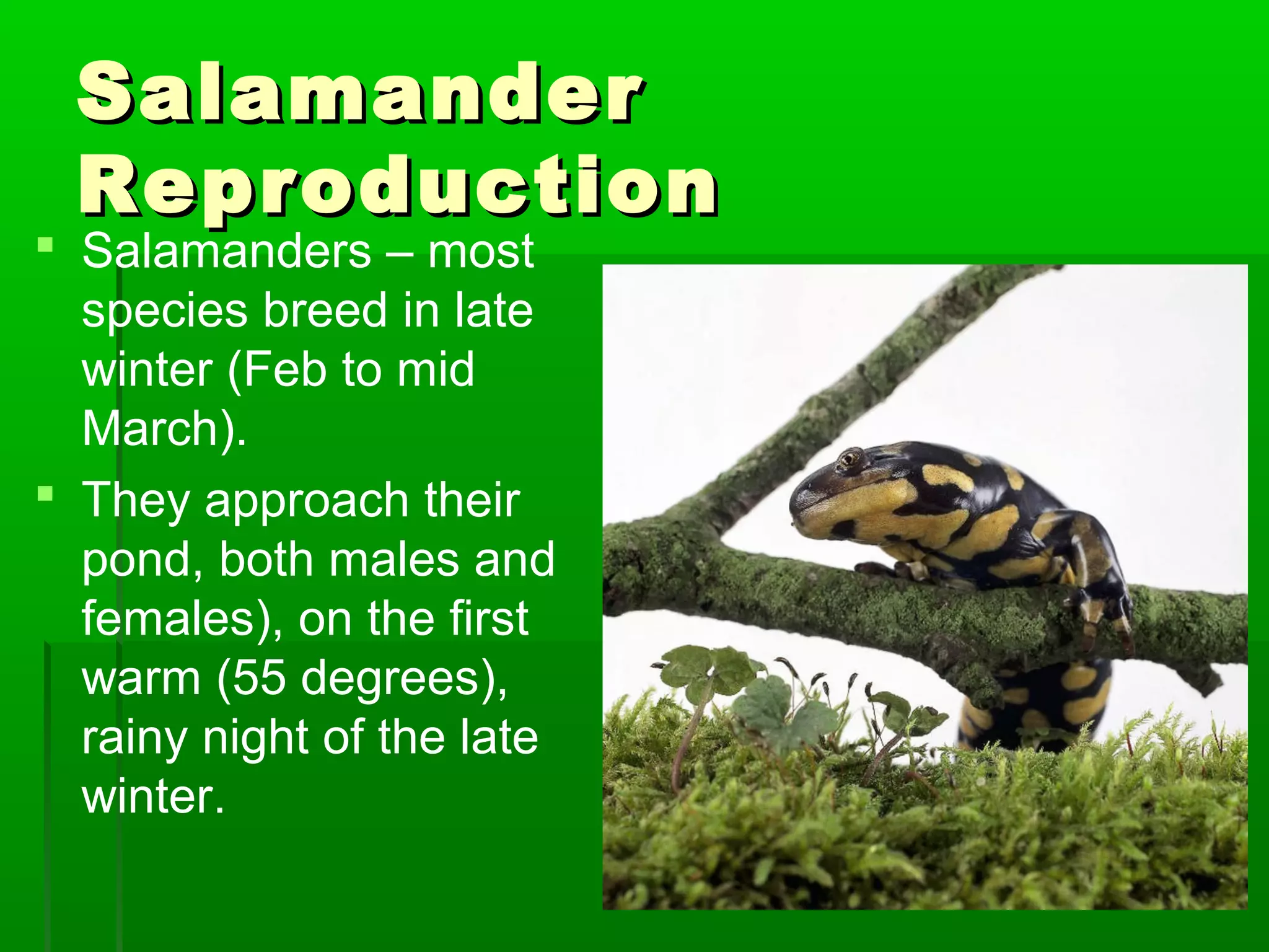Amphibian Reproduction Notes | PPT