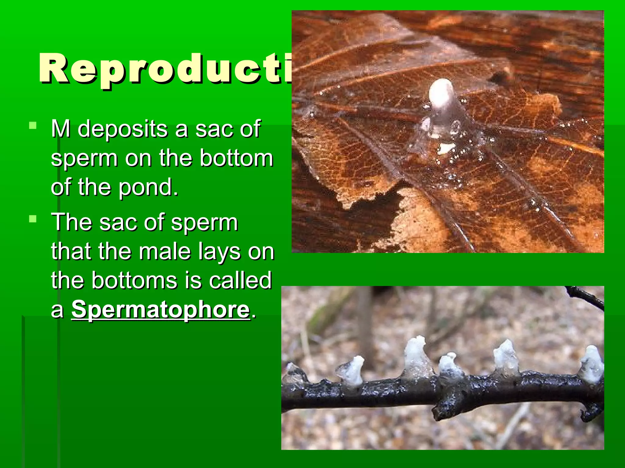 Amphibian Reproduction Notes | PPT