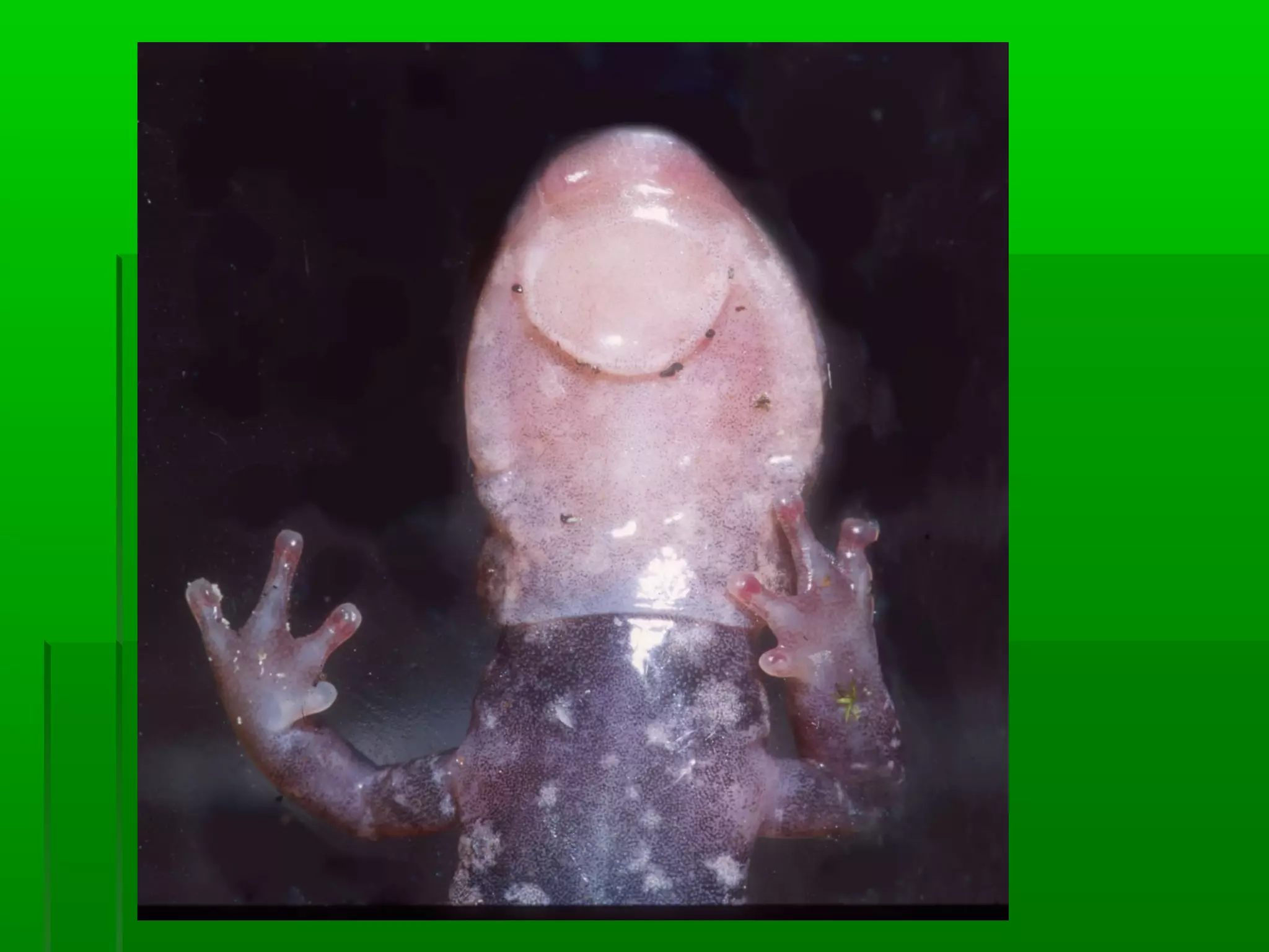 Amphibian Reproduction Notes | PPT