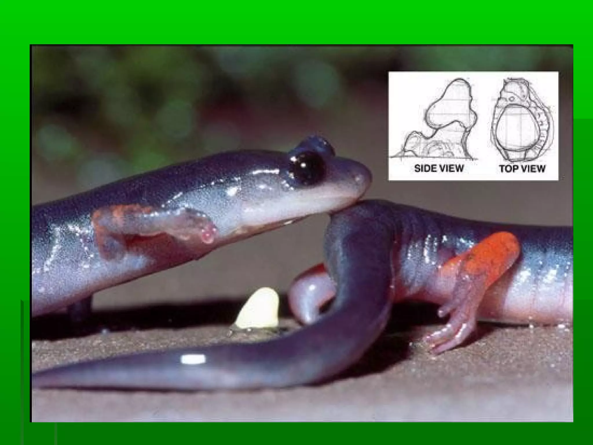 Amphibian Reproduction Notes | PPT