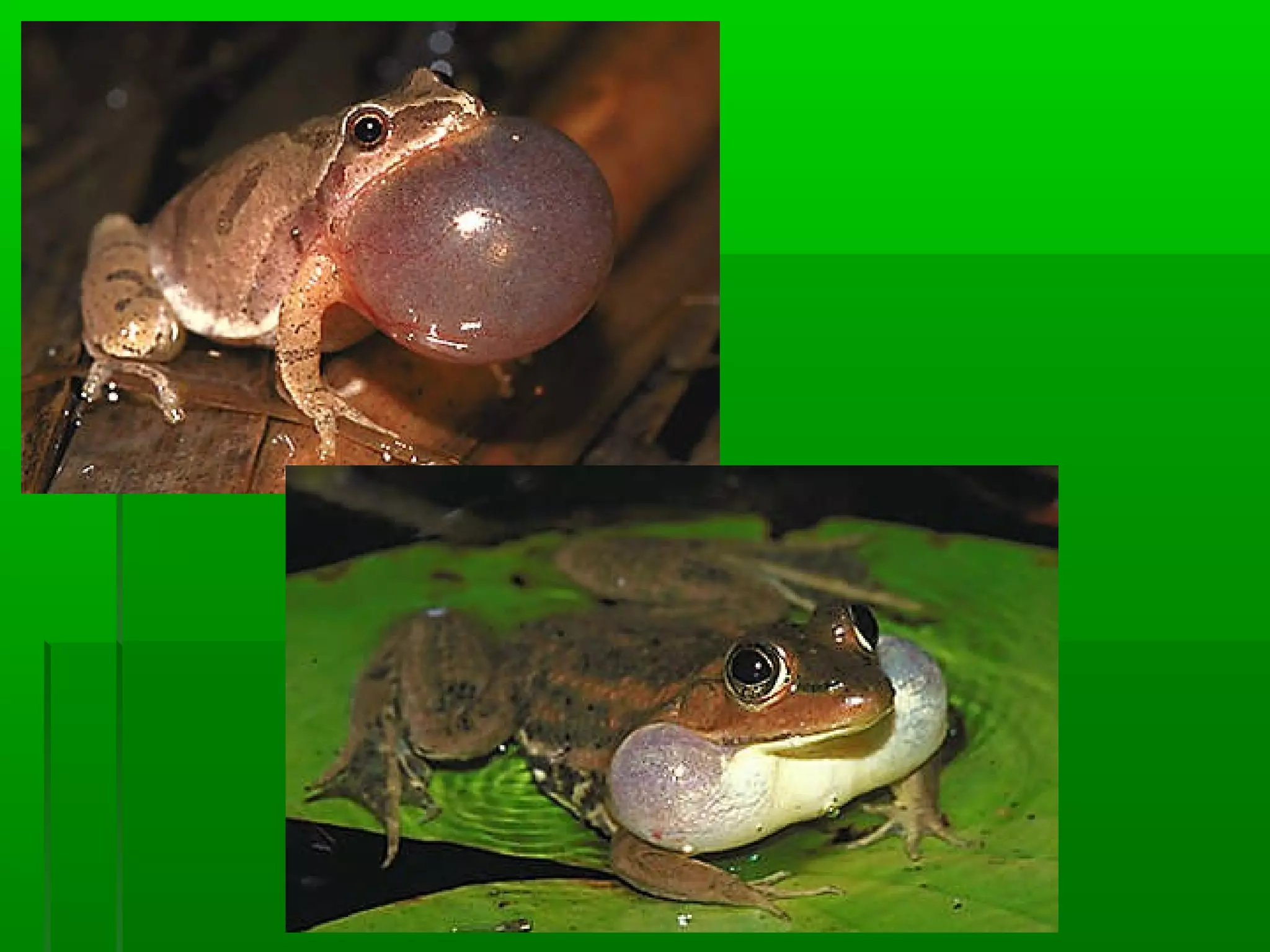 Amphibian Reproduction Notes | PPT