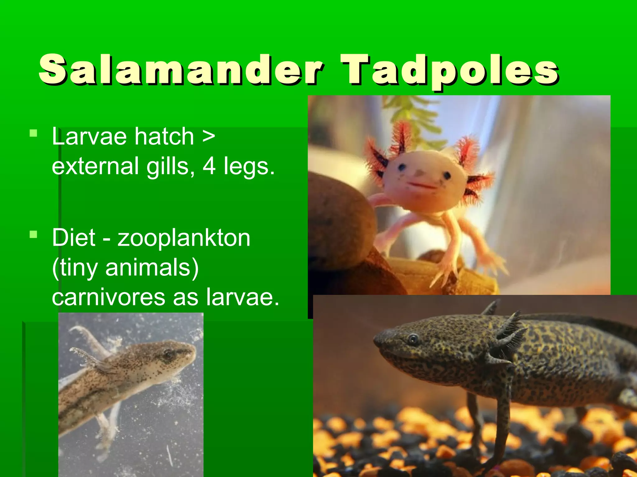 Amphibian Reproduction Notes | PPT