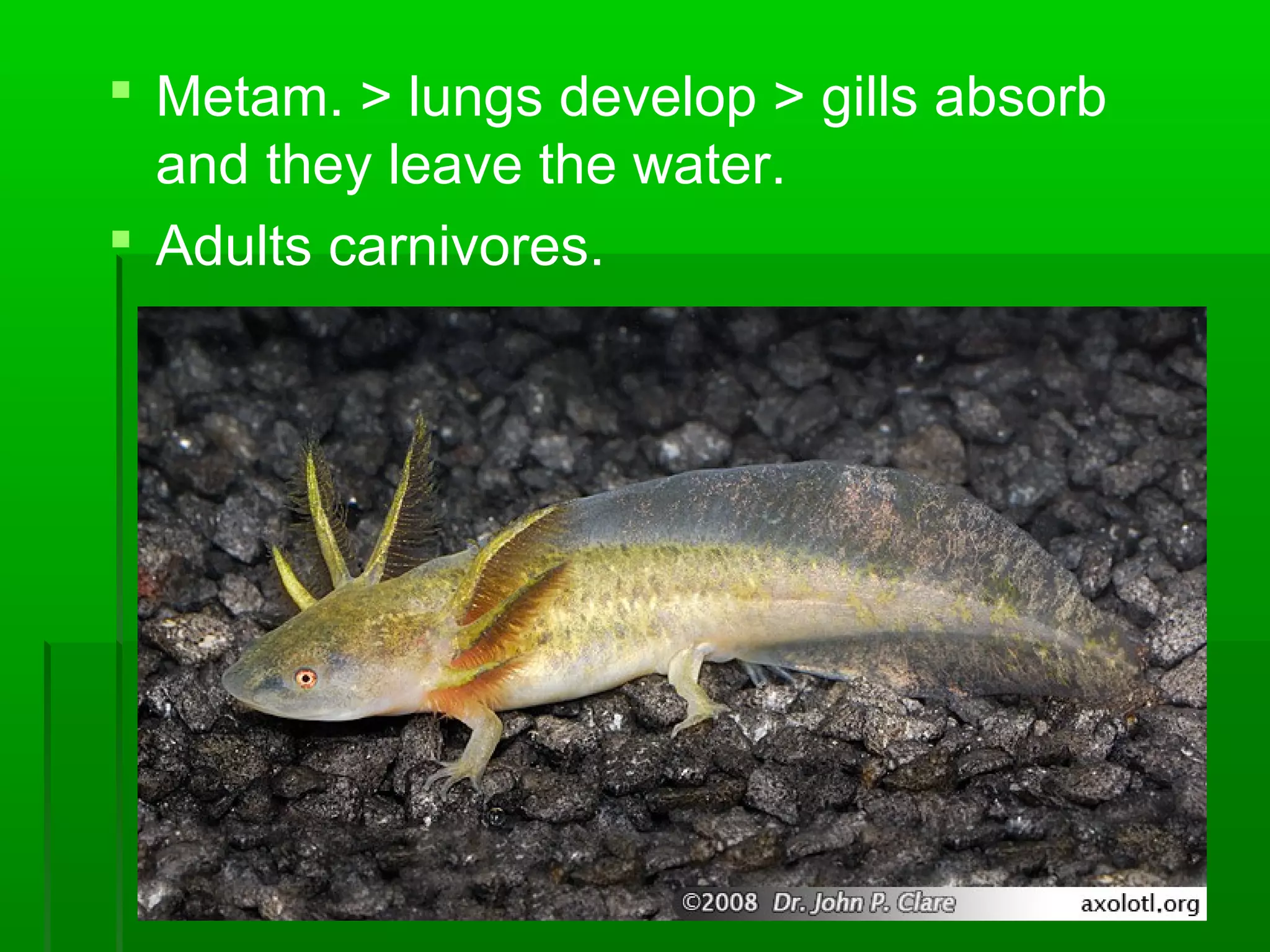 Amphibian Reproduction Notes | PPT