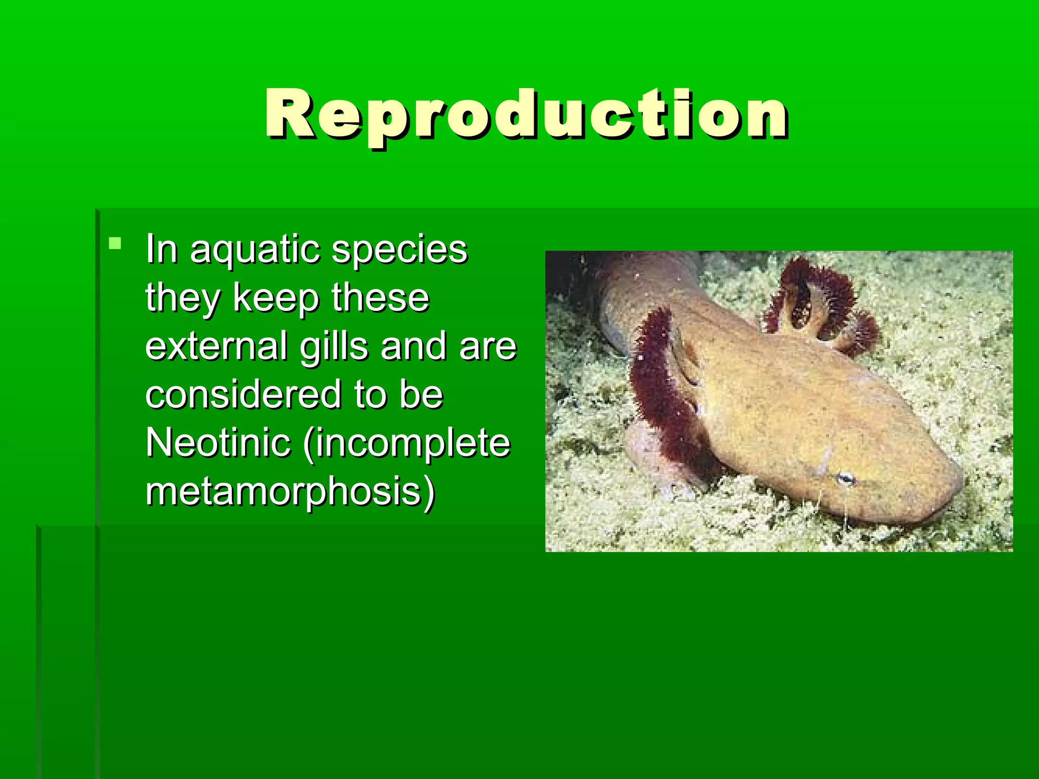 Amphibian Reproduction Notes | PPT