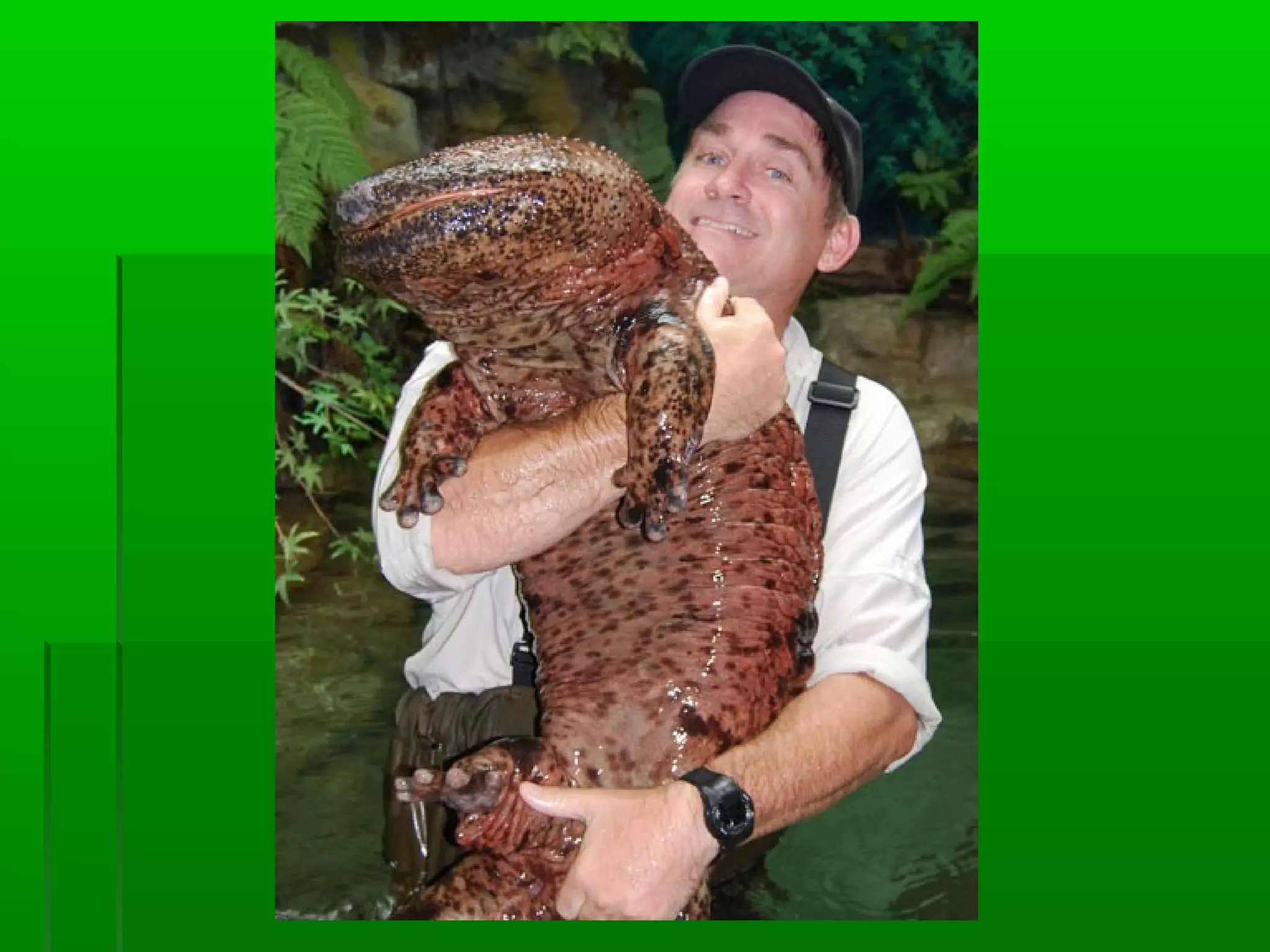 Amphibian Reproduction Notes | PPT