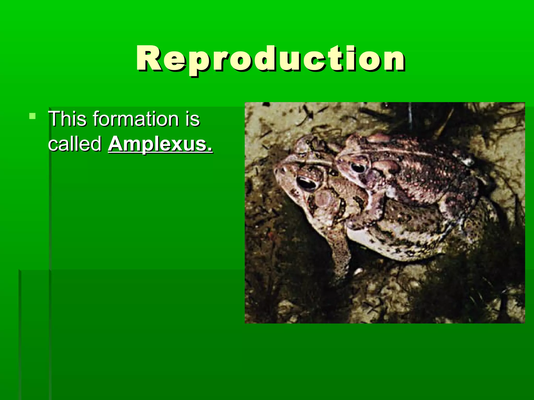 Amphibian Reproduction Notes | PPT