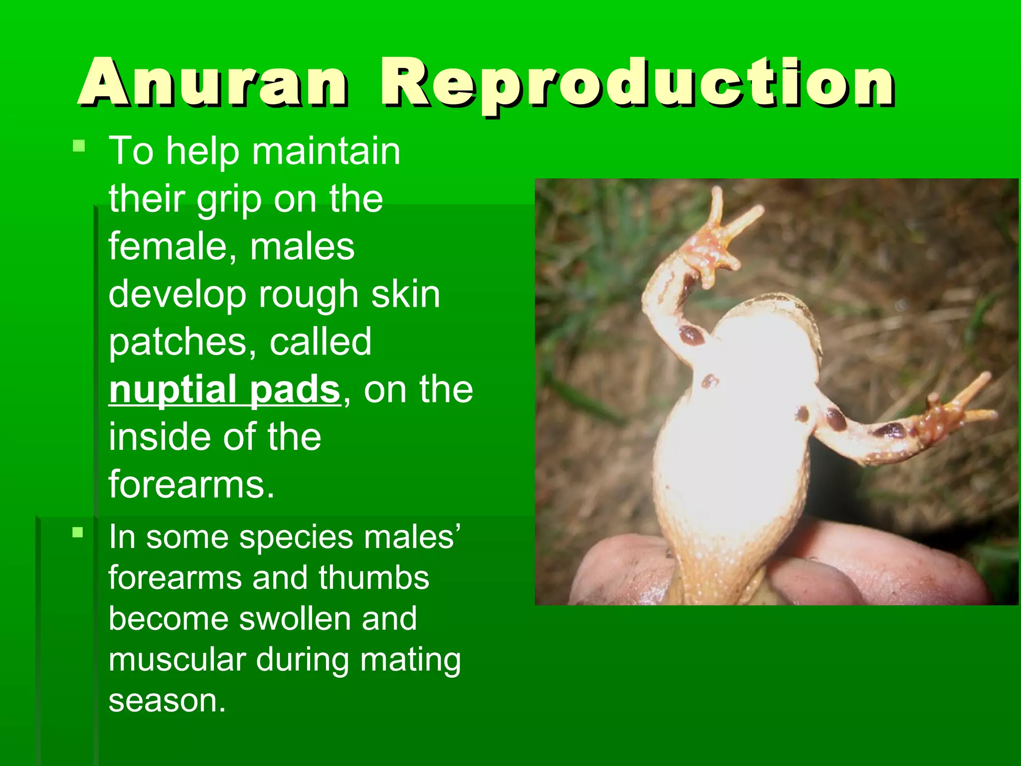 Amphibian Reproduction Notes | PPT