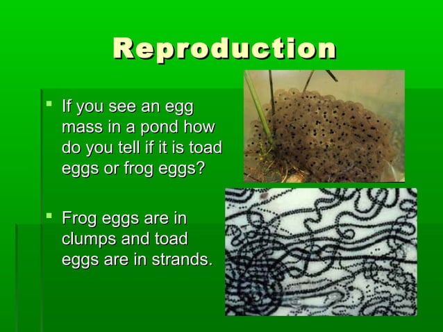 Amphibian Reproduction Notes | PPT