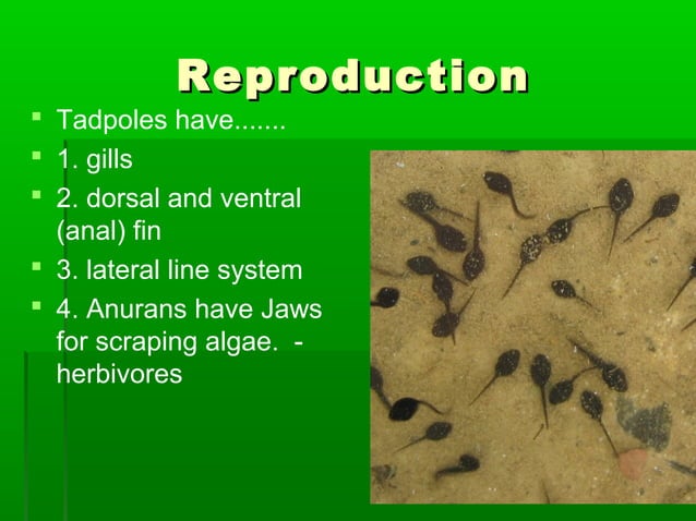 Amphibian Reproduction Notes | PPT