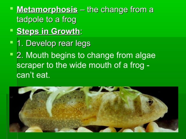 Amphibian Reproduction Notes | PPT