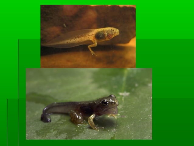Amphibian Reproduction Notes | PPT