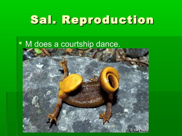 Amphibian Reproduction Notes | PPT
