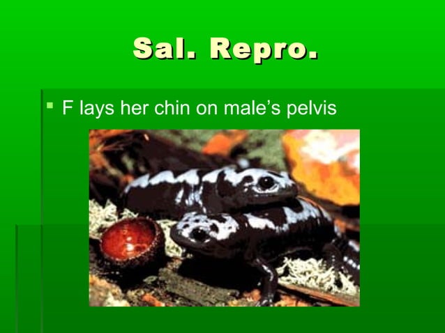 Amphibian Reproduction Notes | PPT
