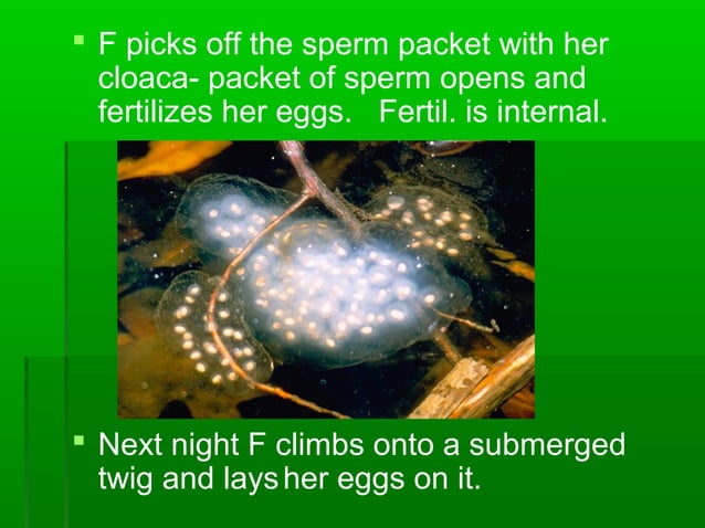 Amphibian Reproduction Notes | PPT