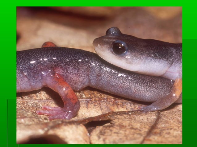 Amphibian Reproduction Notes | PPT