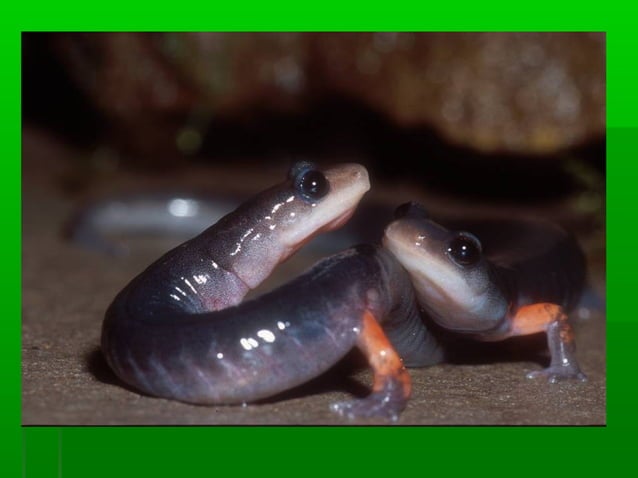 Amphibian Reproduction Notes | PPT
