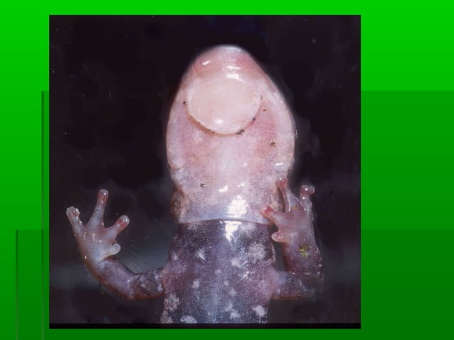 Amphibian Reproduction Notes | PPT