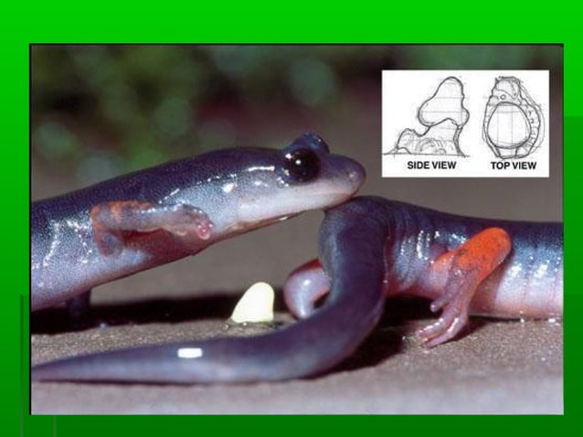 Amphibian Reproduction Notes | PPT