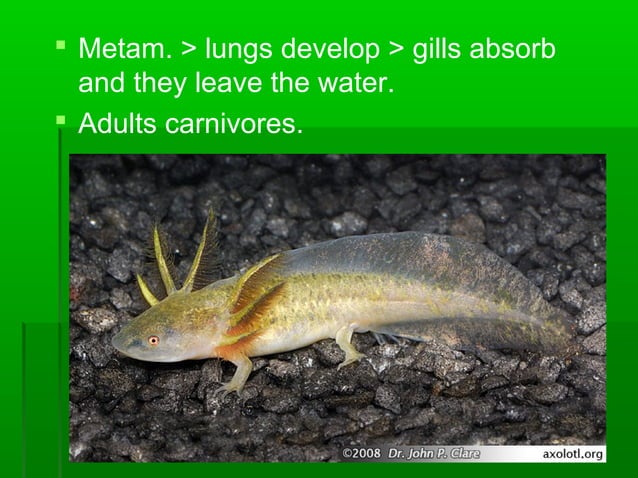 Amphibian Reproduction Notes | PPT