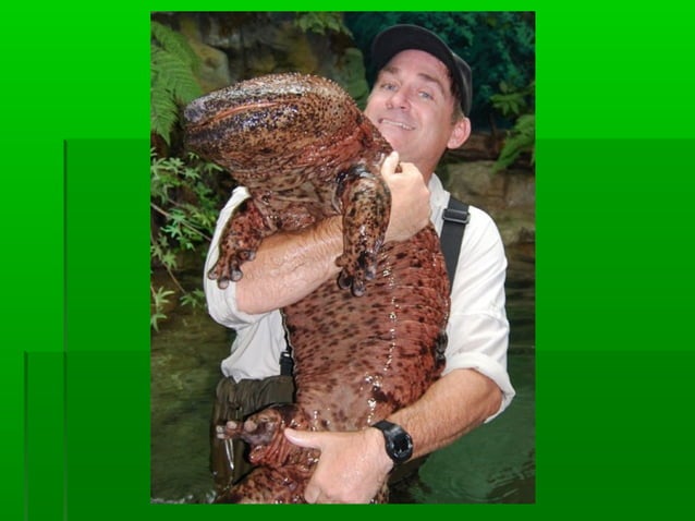 Amphibian Reproduction Notes | PPT